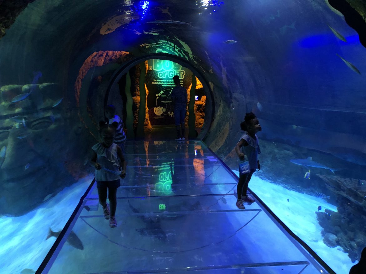 The Perfect Day Out at Sealife Orlando